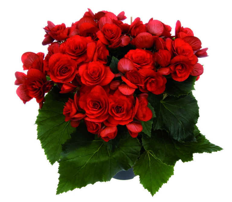 BÉGONIA RIEGER Baladin | Begonia Rieger | Boutures | Zyromski Production