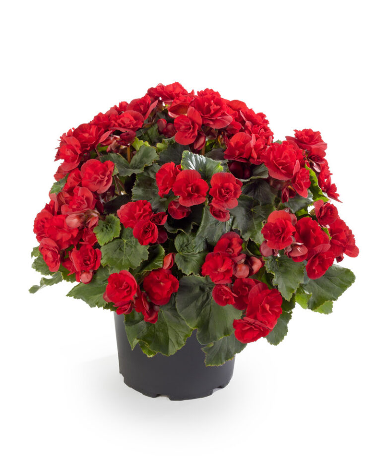 BÉGONIA Solenia℗ Scarlet | Begonia Solenia | Boutures | Zyromski Production