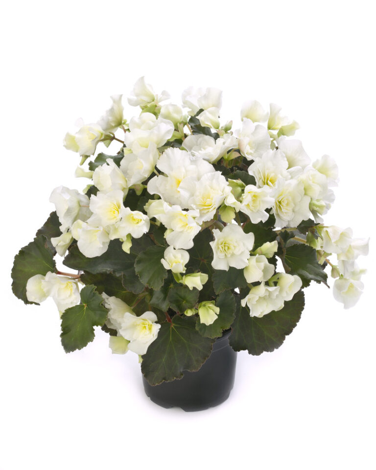 BÉGONIA RIEGER Glory White | Begonia Rieger | Boutures | Zyromski ...