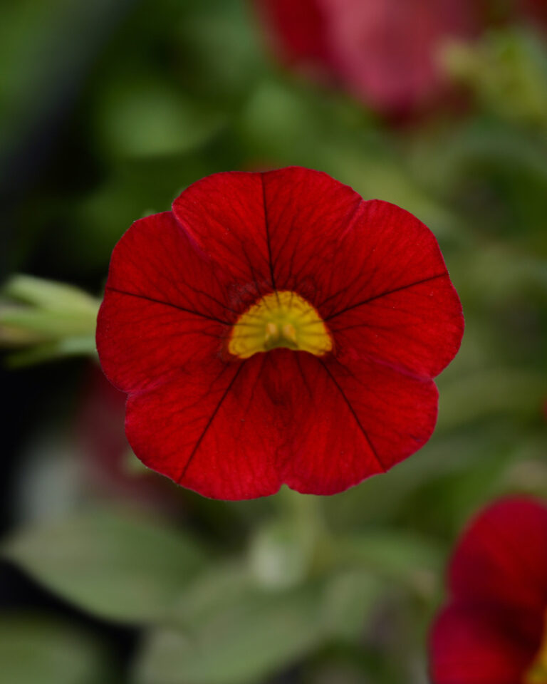 Minifamous Neo Vampire - CALIBRACOAS/Calibrachoas | Calibrachoa ...