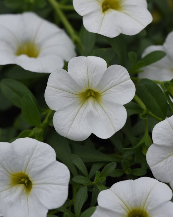 Minifamous Neo White - CALIBRACOAS/Calibrachoas | Calibrachoa ...