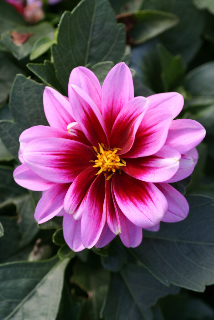 Dalaya Yogi (pink Rose Eye) - DAHLIAS | Dahlia | Boutures | Zyromski ...