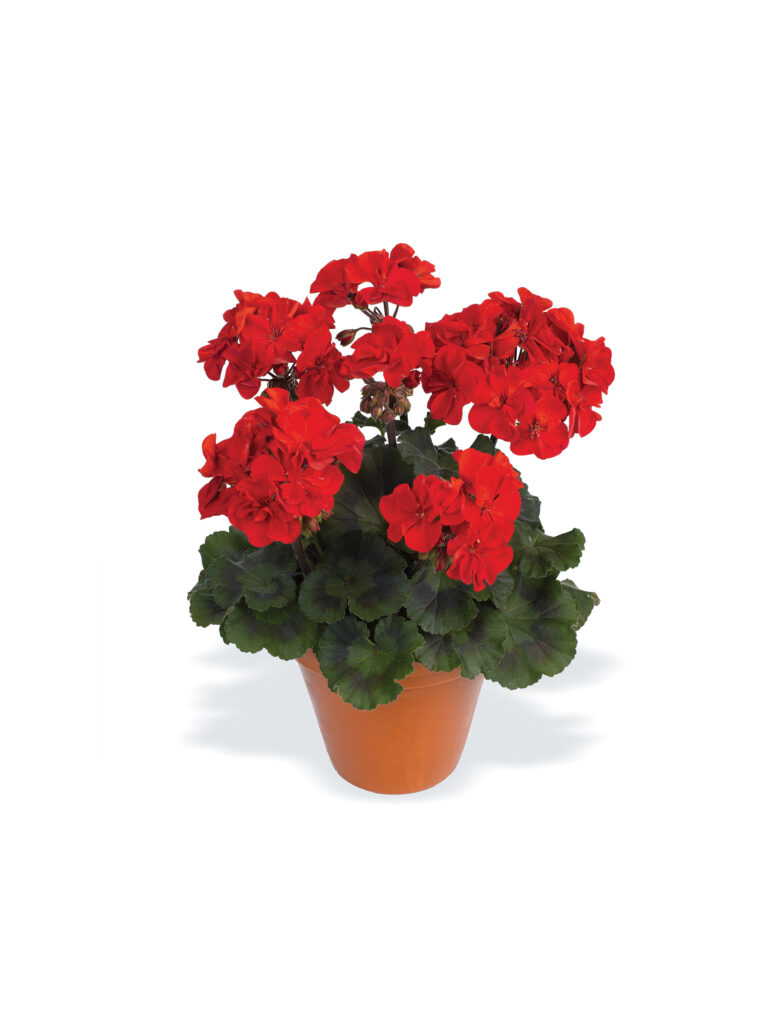 GÉRANIUM DOUBLE Darko® Deep Red | GÉRANIUM DOUBLE | Boutures | Zyromski ...