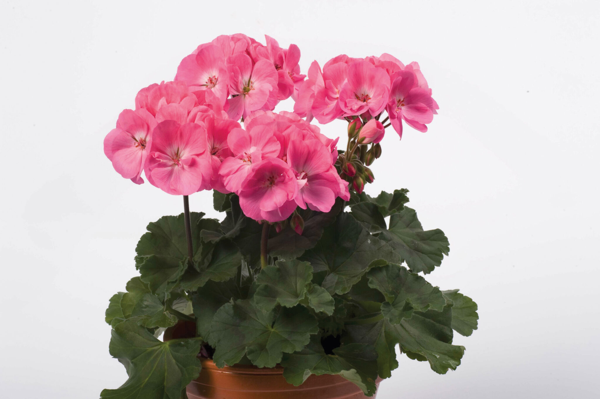 GÉRANIUM DOUBLE Darko® Pink | Géranium ZONAL | Boutures | Zyromski ...