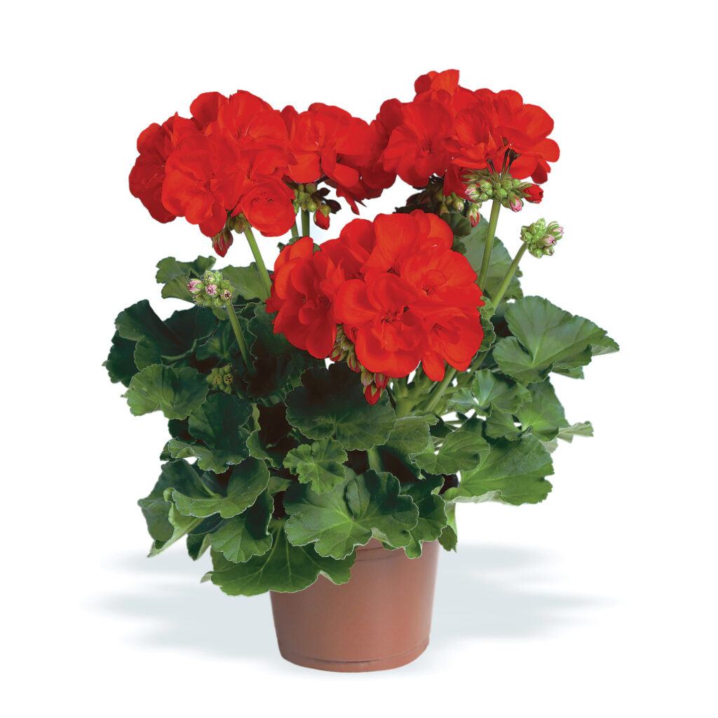 GÉRANIUM DOUBLE Elanos© Bright Red (Anthony) | GÉRANIUM DOUBLE ...