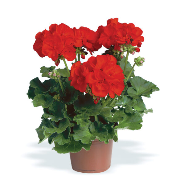 GÉRANIUM DOUBLE Elanos© Bright Red (Anthony) | GÉRANIUM DOUBLE ...