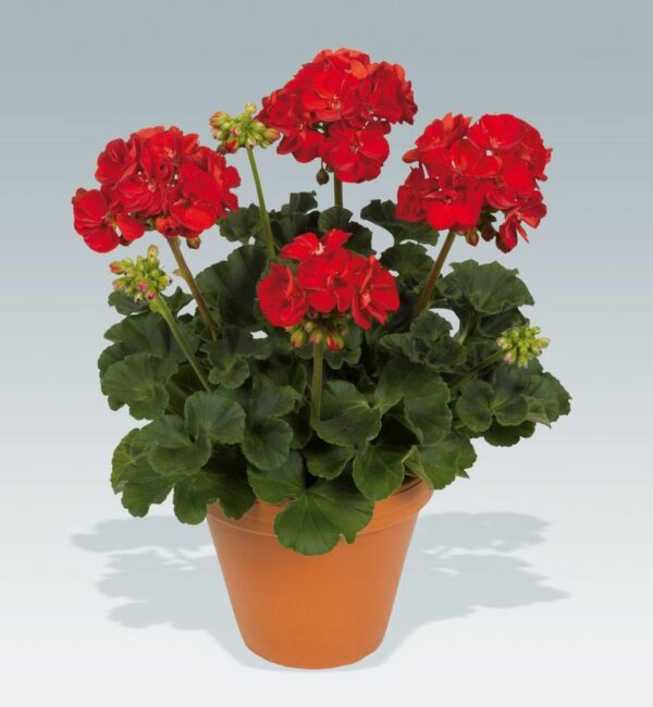 GÉRANIUM DOUBLE Elanos© Deep Red | GÉRANIUM DOUBLE | Boutures ...