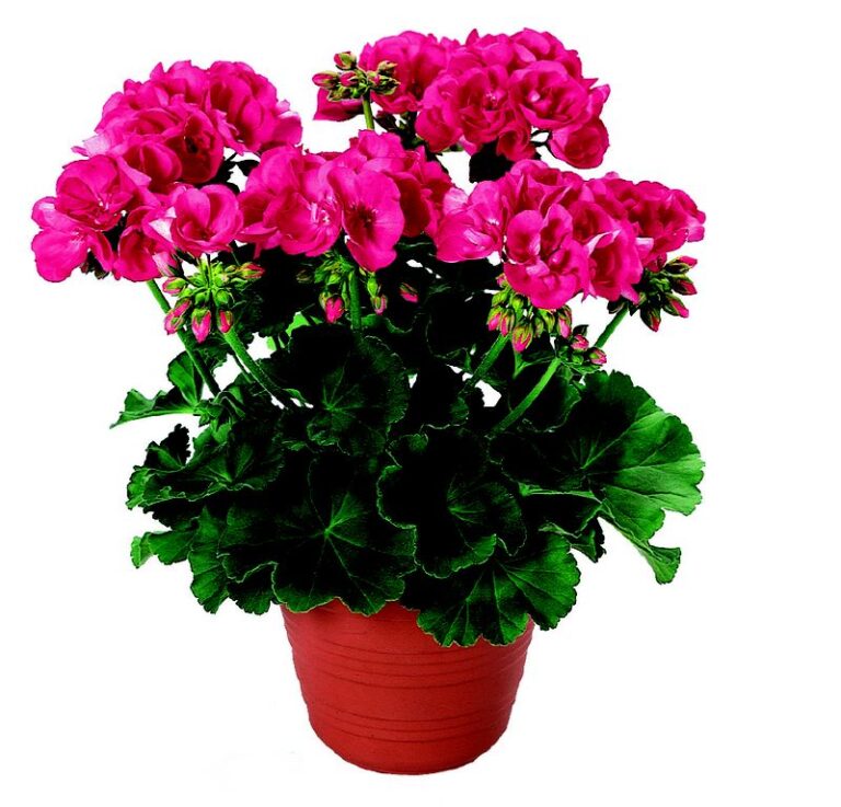 GÉRANIUM DOUBLE Elanos© Shocking Pink | Géranium ZONAL | Boutures ...