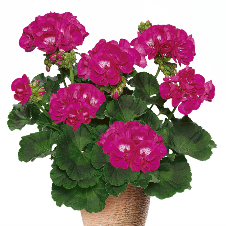 GÉRANIUM DOUBLE Elanos© Shocking Violet | Géranium ZONAL | Boutures ...