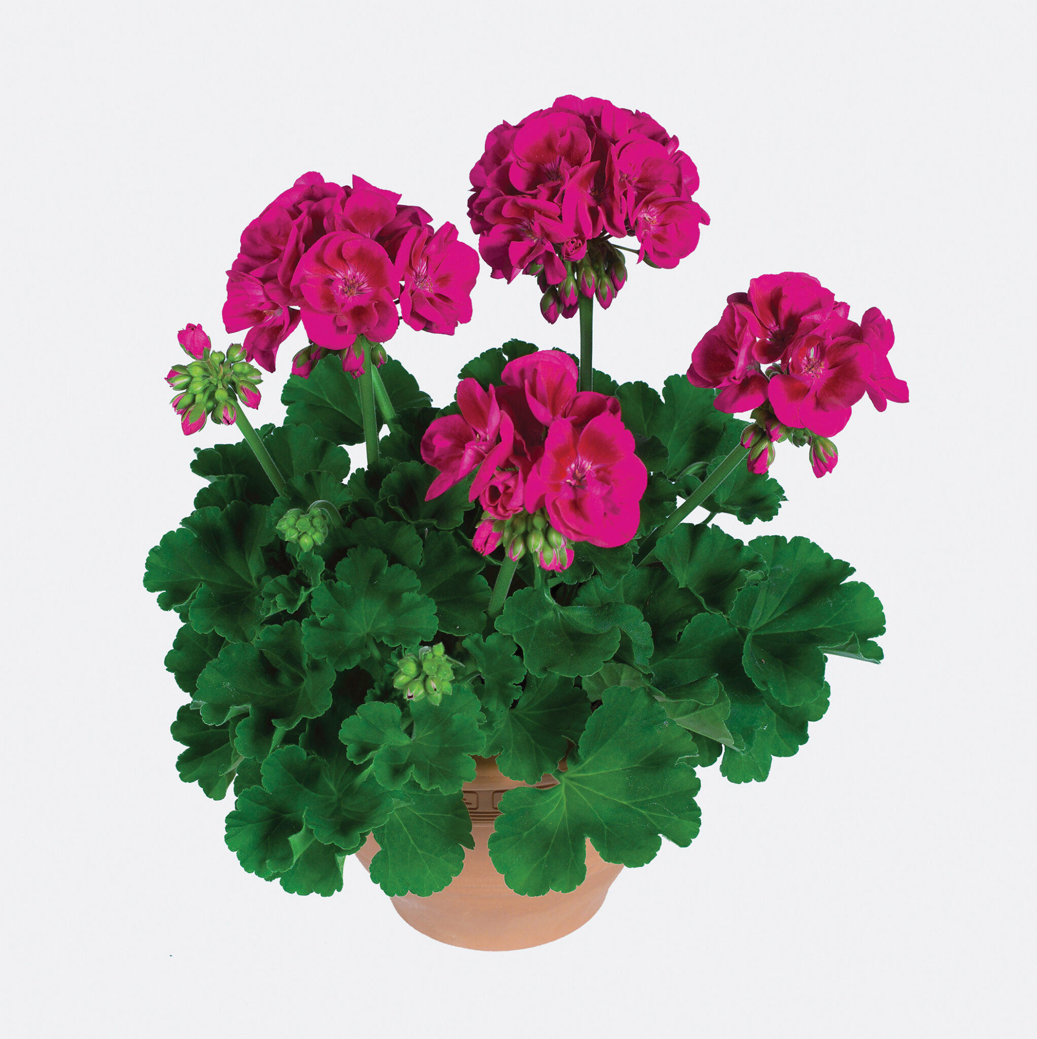 GÉRANIUM DOUBLE Flower Fairy® Berry | Géranium ZONAL | Boutures ...