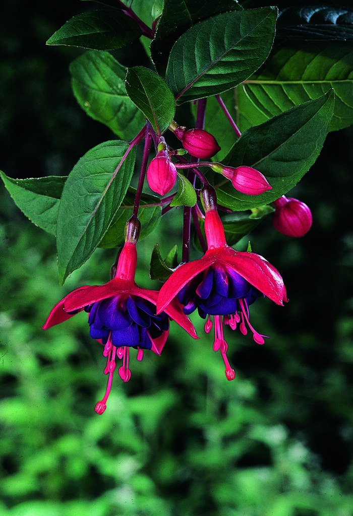 FUSCHIA Dollard Princess | Fuchsia | Boutures | Zyromski Production
