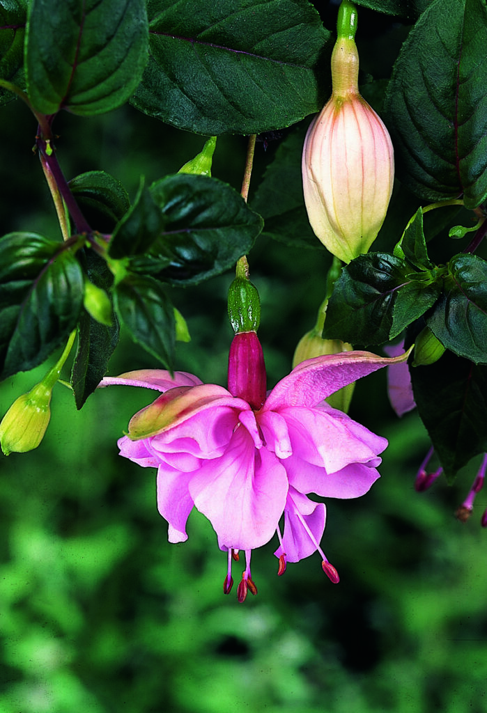 FUSCHIA Pink Galore | Fuchsia | Boutures | Zyromski Production