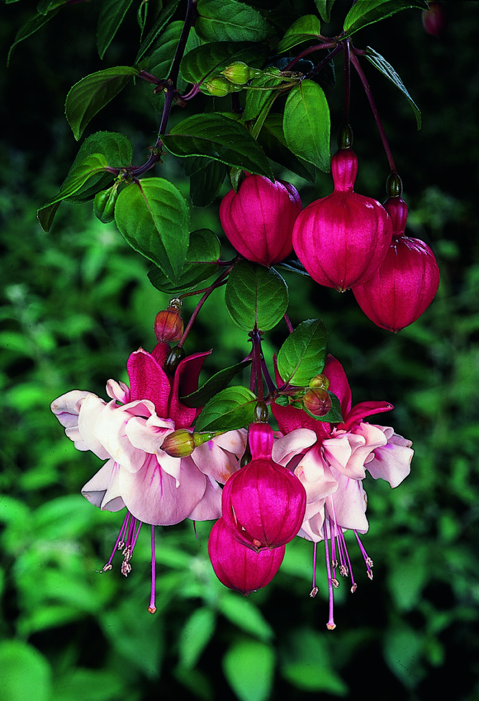 FUSCHIA Swingtime Corolla | Fuchsia | Boutures | Zyromski Production