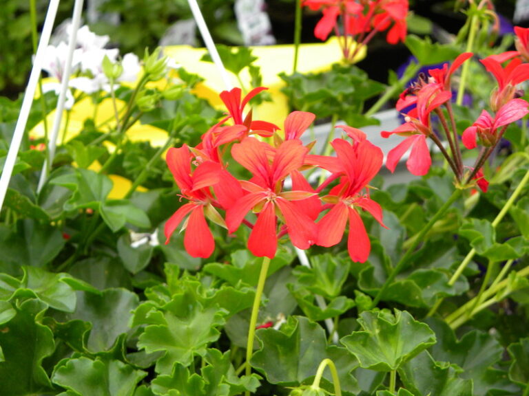 GÉRANIUM ALPIN Decora Red | GÉRANIUM ALPIN | Boutures | Zyromski Production