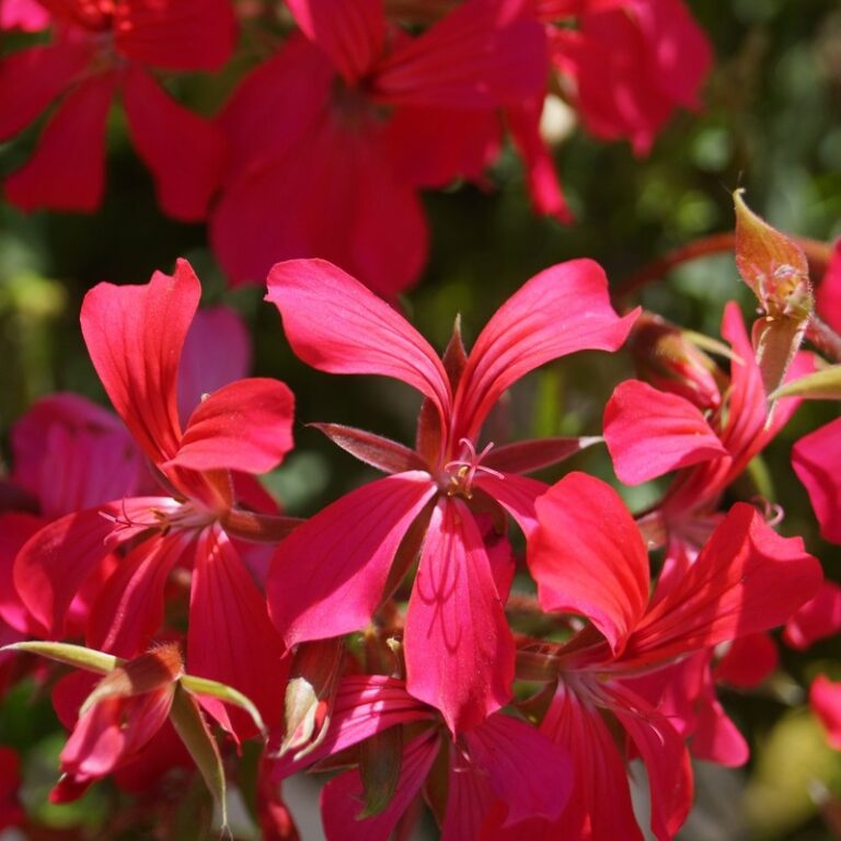 GÉRANIUM ALPIN Mini-Cascade Red (Mini Balcon Red) | GÉRANIUM ALPIN ...