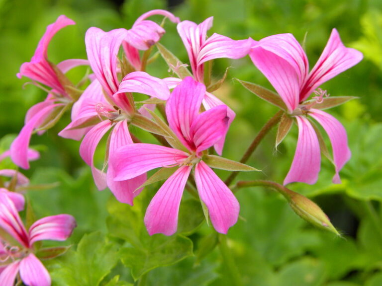 GÉRANIUM ALPIN Decora Lilas | Alpine Geranium | Boutures | Zyromski ...