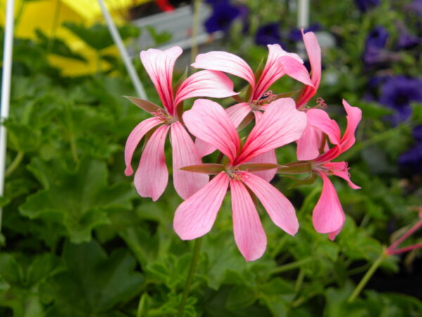 GÉRANIUM ALPIN Decora Rose | GÉRANIUM ALPIN | Boutures | Zyromski ...