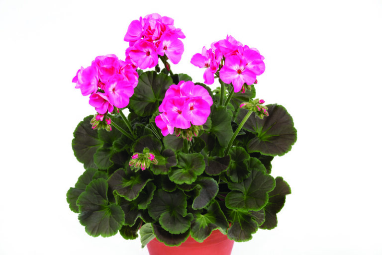 GÉRANIUM BROCADE Chocolate® Dragon Fruit (Pink) | Brocade Geranium ...