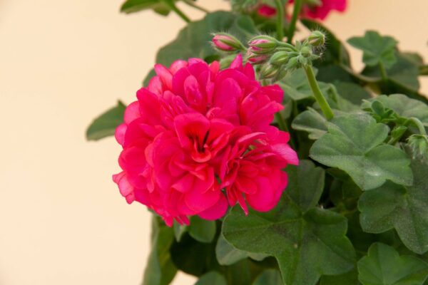 GÉRANIUM LIERRE Royal™ Hot Pink | Ivy Geranium | Boutures | Zyromski ...