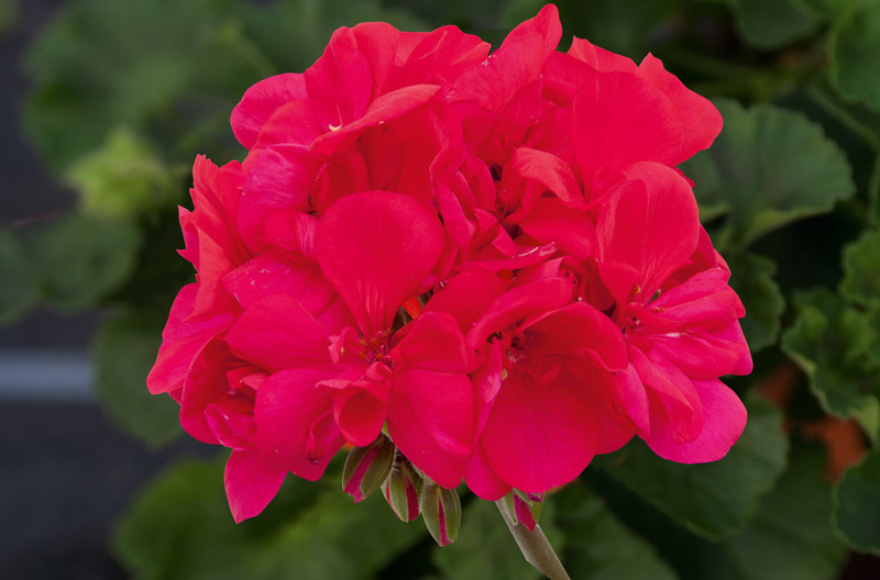 GÉRANIUM DOUBLE Moonlight™ Dark Fuchsia Luca | GÉRANIUM DOUBLE ...