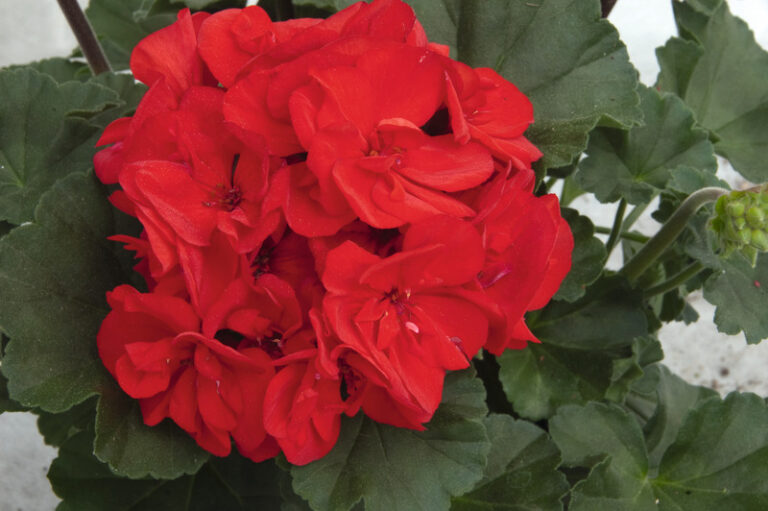 GÉRANIUM DOUBLE Moonlight™ Dark Red Denise | GÉRANIUM DOUBLE | Boutures ...