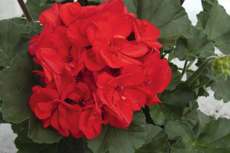 GÉRANIUM DOUBLE Moonlight™ Dark Red Denise | GÉRANIUM DOUBLE | Boutures ...