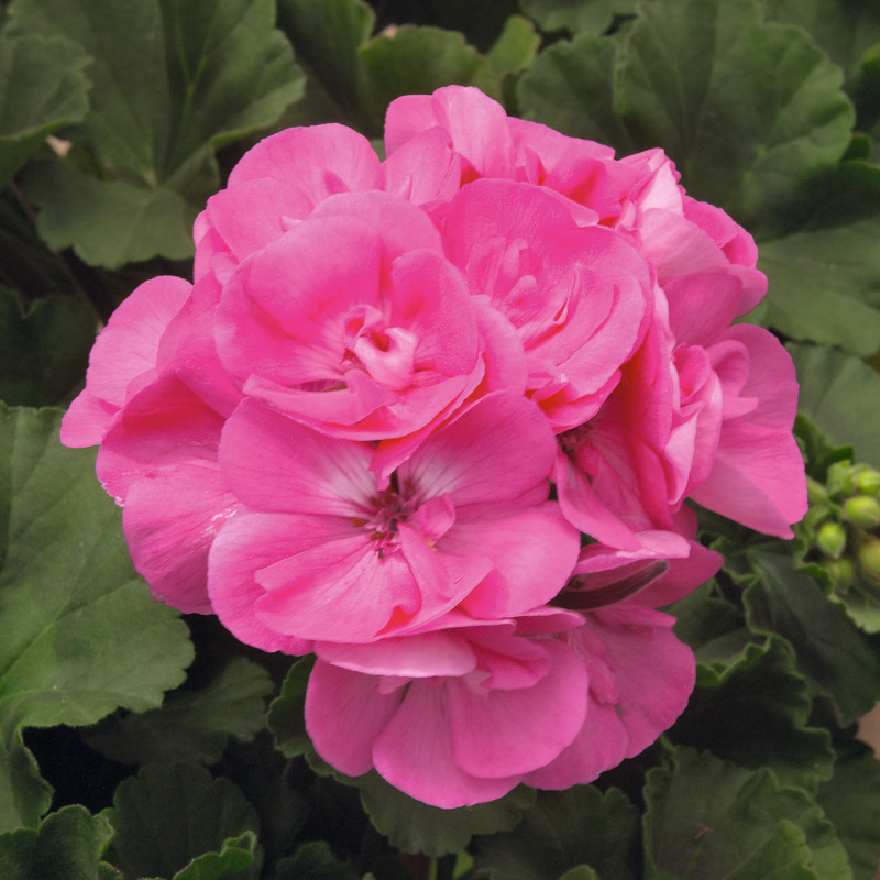 Moonlight Pink Amelie - GÉRANIUMS DOUBLES/ Zonal Geranium | Géranium ...