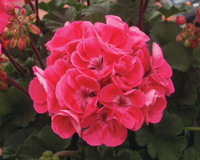 GÉRANIUM DOUBLE Moonlight™ Raspberry Blush Vineta | GÉRANIUM DOUBLE ...