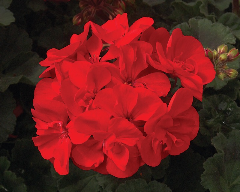 Moonlight Red Cembalo - GÉRANIUMS DOUBLES/ Zonal Geranium | Géranium ...