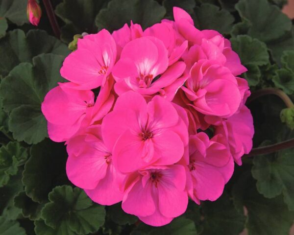 GÉRANIUM DOUBLE Moonlight™ Lavender Typhoon | GÉRANIUM DOUBLE ...