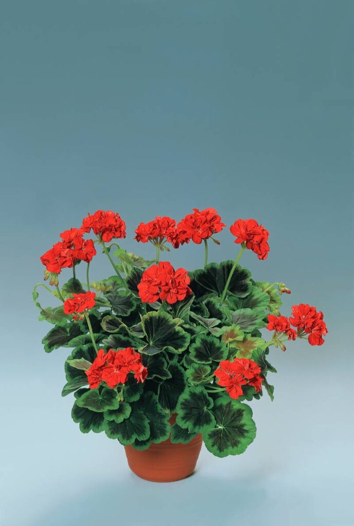 GÉRANIUM BROCADE Occold Shield | Brocade Geranium | Boutures | Zyromski ...