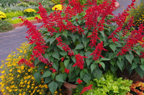 SALVIA Saucy© Red | Salvia | Boutures | Zyromski Production