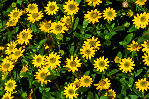 SANVITALIA Tsavo™ Compact Yellow | Sanvitalia | Boutures | Zyromski ...