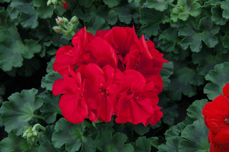 GÉRANIUM DOUBLE Sunrise™ Dark Red Benita | GÉRANIUM DOUBLE | Boutures ...