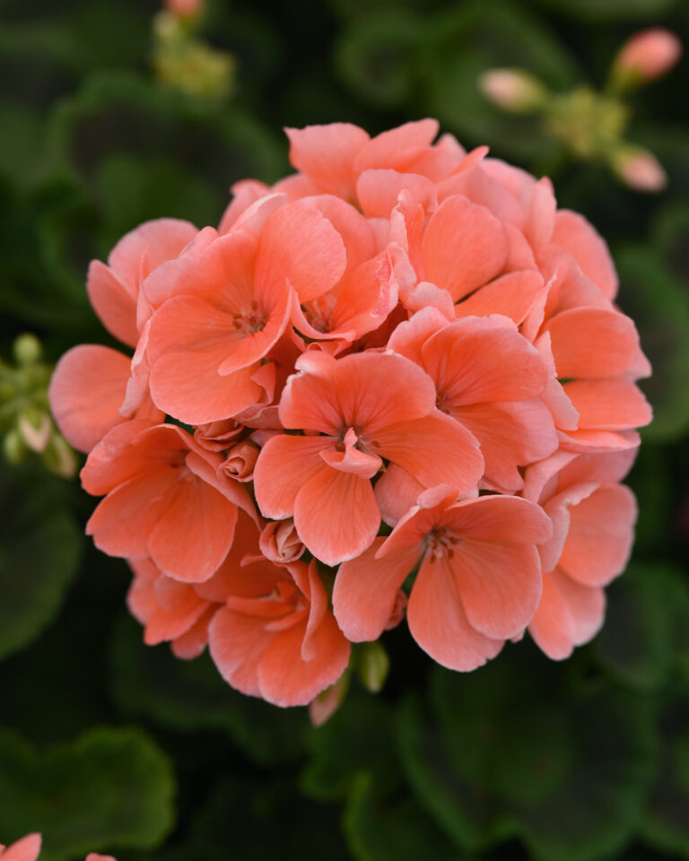 GÉRANIUM DOUBLE Sunrise™ Salmon Eroica 2000 | Géranium ZONAL | Boutures ...