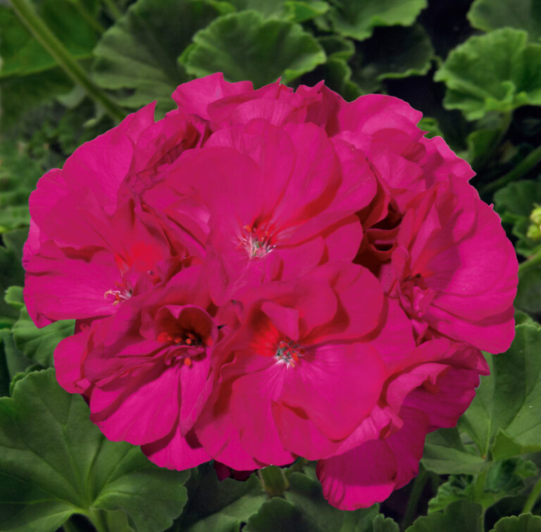 GÉRANIUM DOUBLE Sunrise™ Violet Evita | Géranium ZONAL | Boutures ...