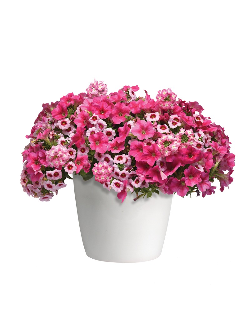 COMBO Trixi™ Cherry Kiss | Combo | Boutures | Zyromski Production