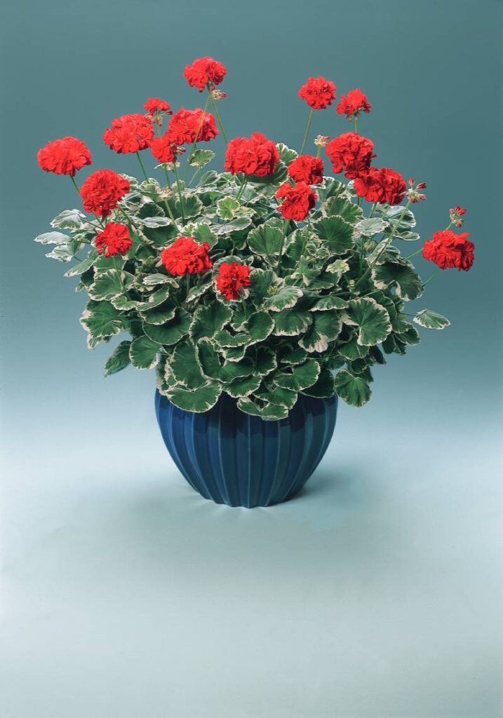 Wilhem Languth - GÉRANIUMS BROCADES / Brocade Geranium | Géranium ...