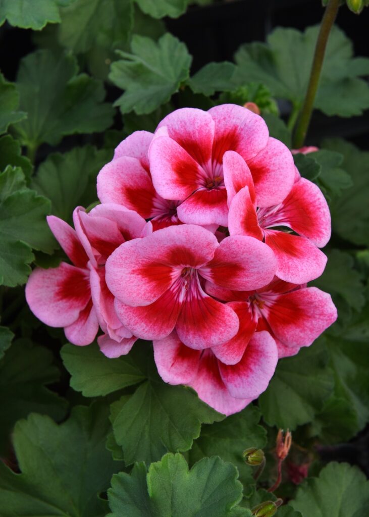 GÉRANIUM DOUBLE Moonlight™ Pink Light Big Eye Kathy | Géranium ZONAL ...