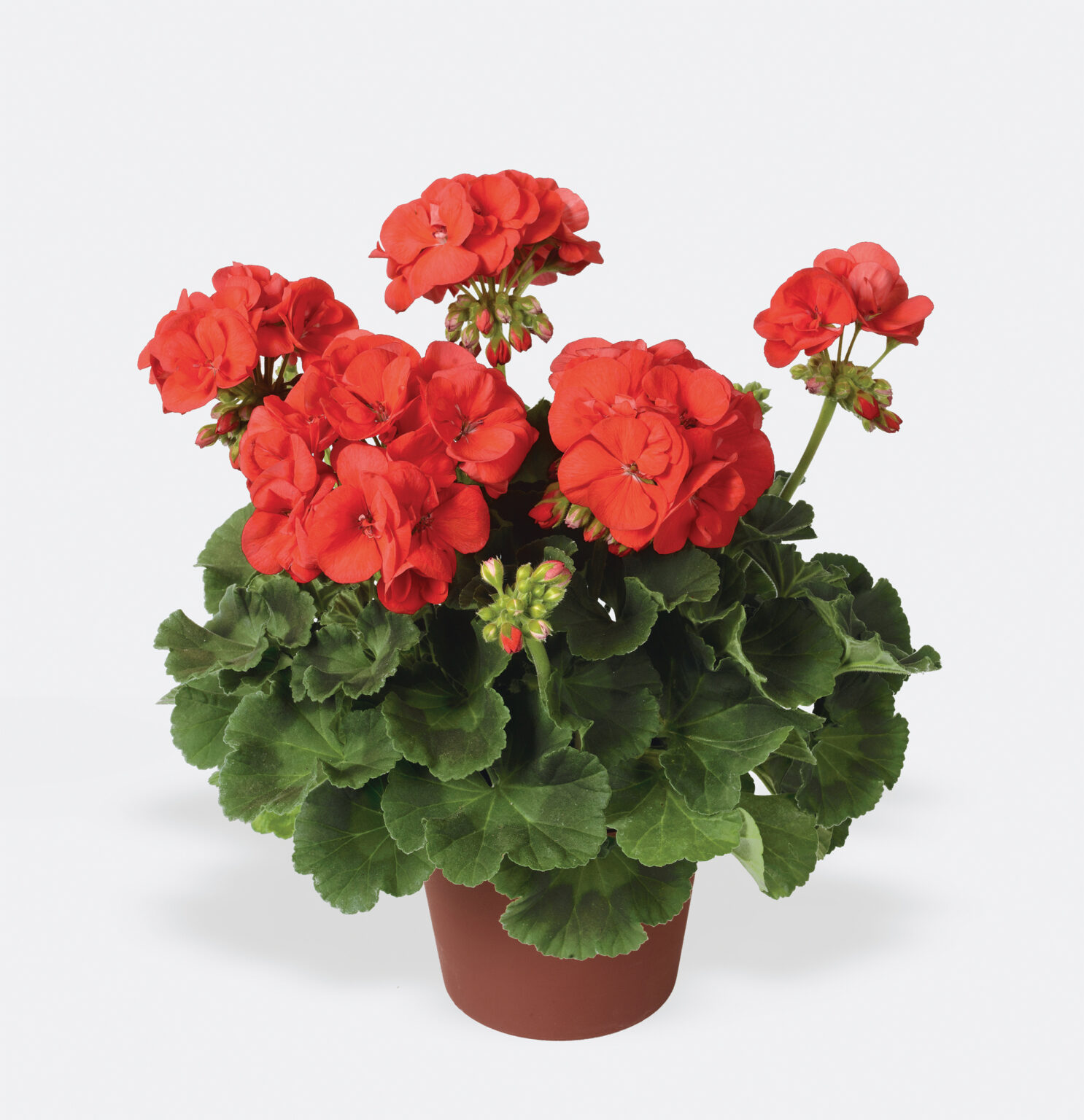 GÉRANIUM DOUBLE Elanos© Pastel Orange | Géranium ZONAL | Boutures ...