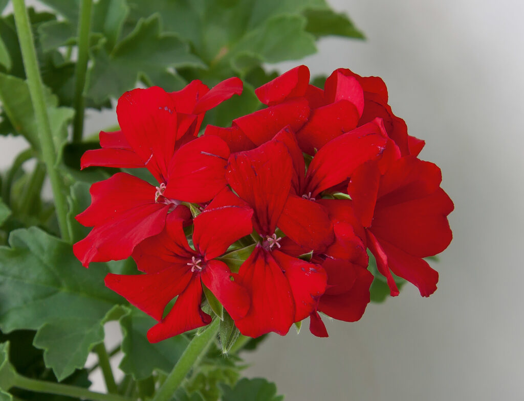 GÉRANIUM INTERSPECIFIQUE Marcada™ Dark Red | Interspecific Geranium ...