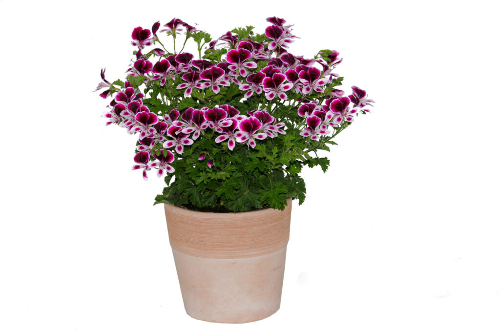 GÉRANIUM ODORANT Mosquitaway™ Eva | Scented Geranium | Boutures ...