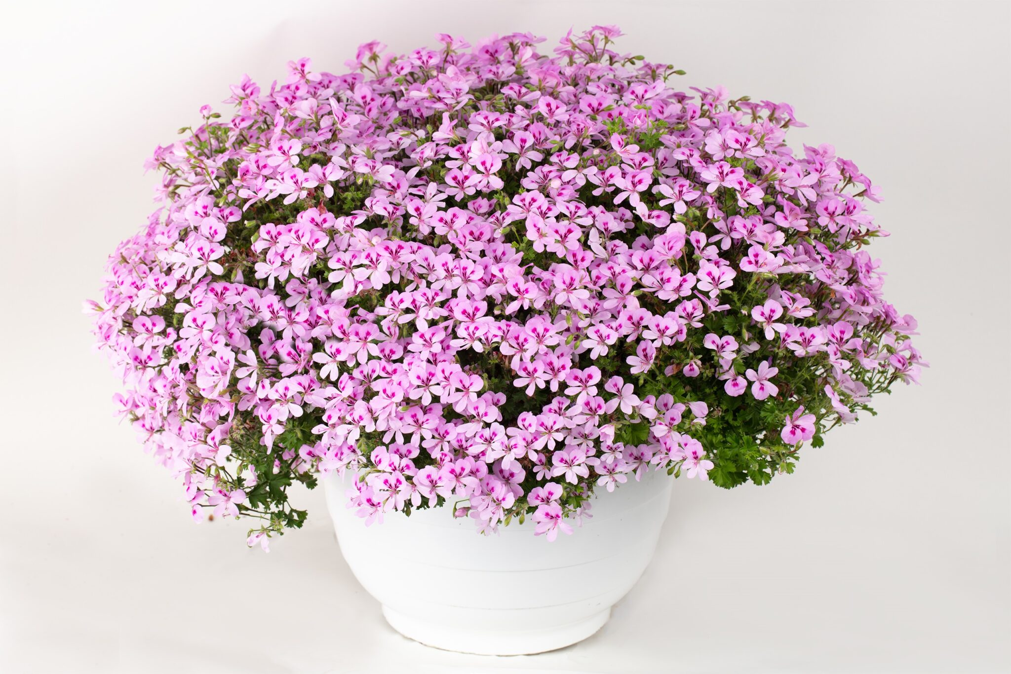 Mosquitaway Lemona - Géranium Odorant/Scented Geranium | Scented ...