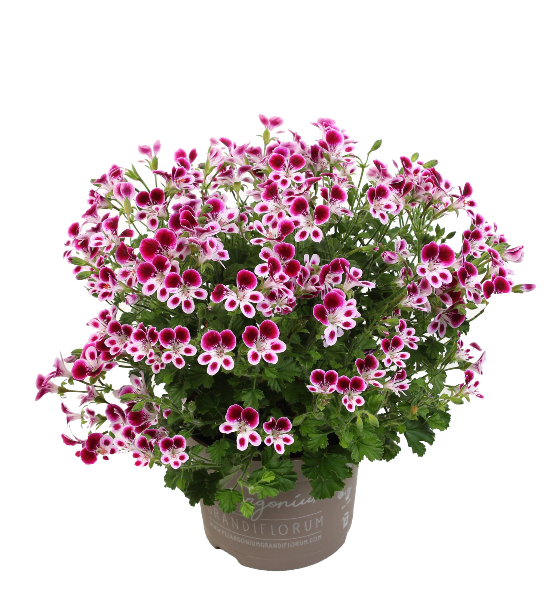 GÉRANIUM ODORANT Mosquitaway™ Nova | Scented Geranium | Boutures ...