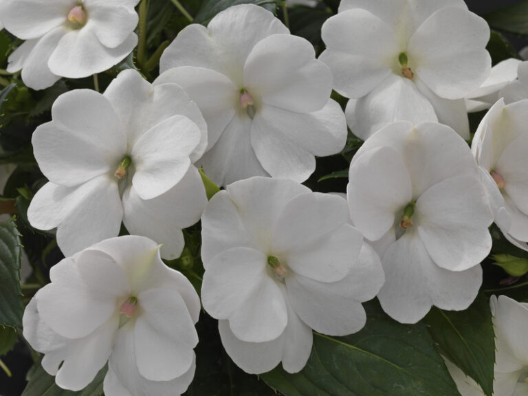IMPATIENS INTERSPÉCIFIQUE SunPatiens® Compact Classic White | IMPATIENS ...