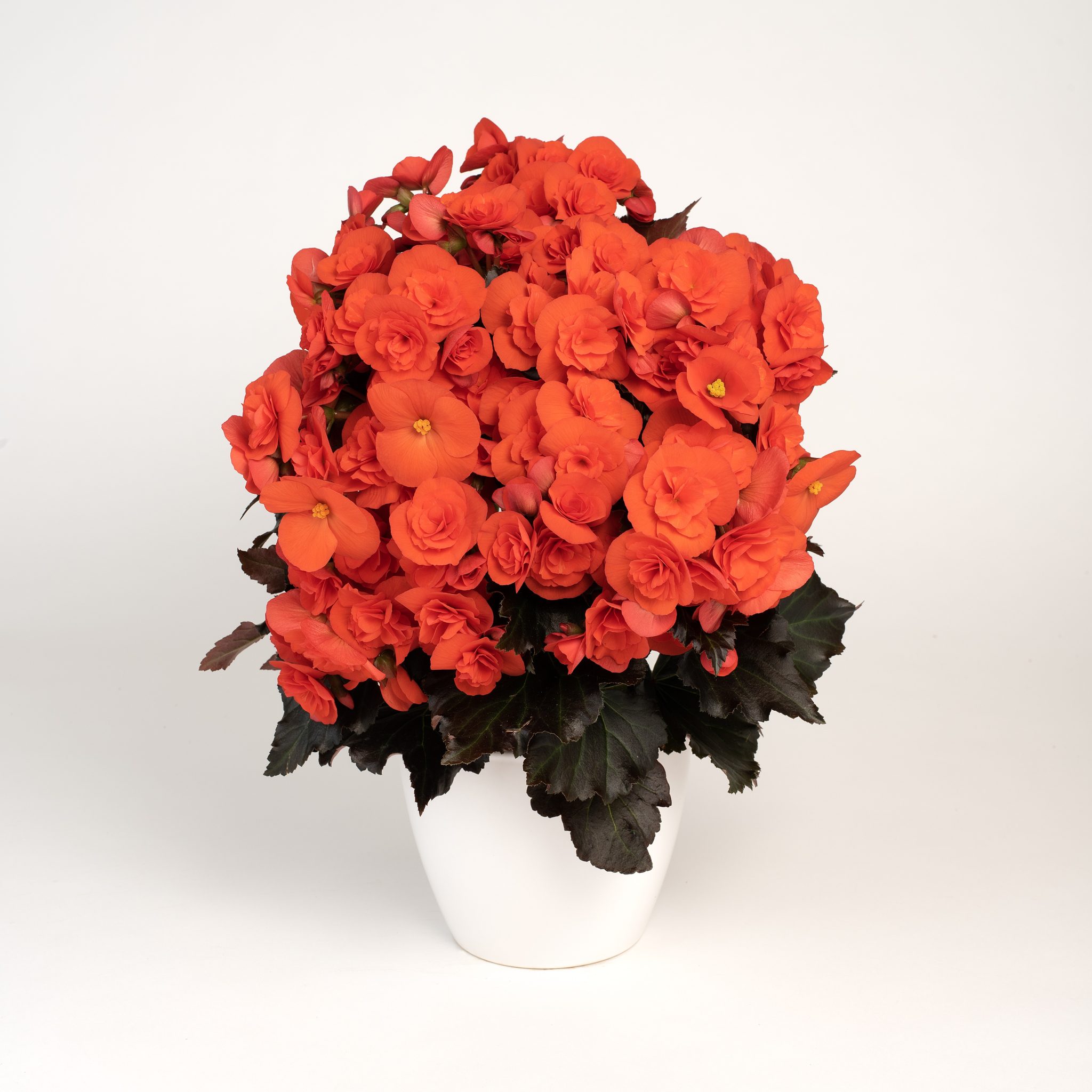 BÉGONIA RIEGER Mocca Orange | Begonia Rieger | Boutures | Zyromski ...