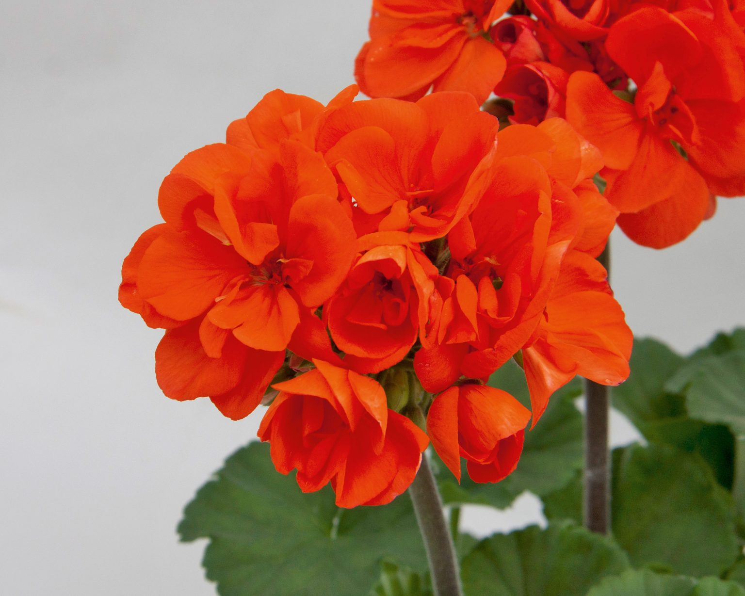 GÉRANIUM DOUBLE Moonlight™ Coral Fredo | Géranium ZONAL | Boutures ...