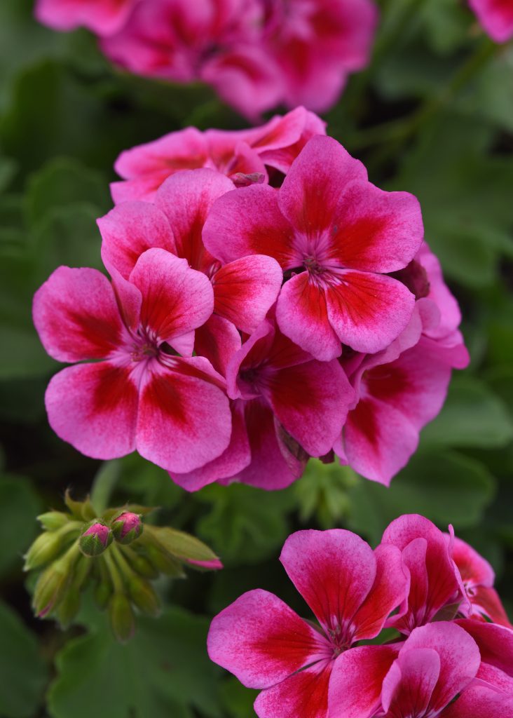 GÉRANIUM DOUBLE Sunrise™ Purple Big Eye | GÉRANIUM DOUBLE | Boutures ...