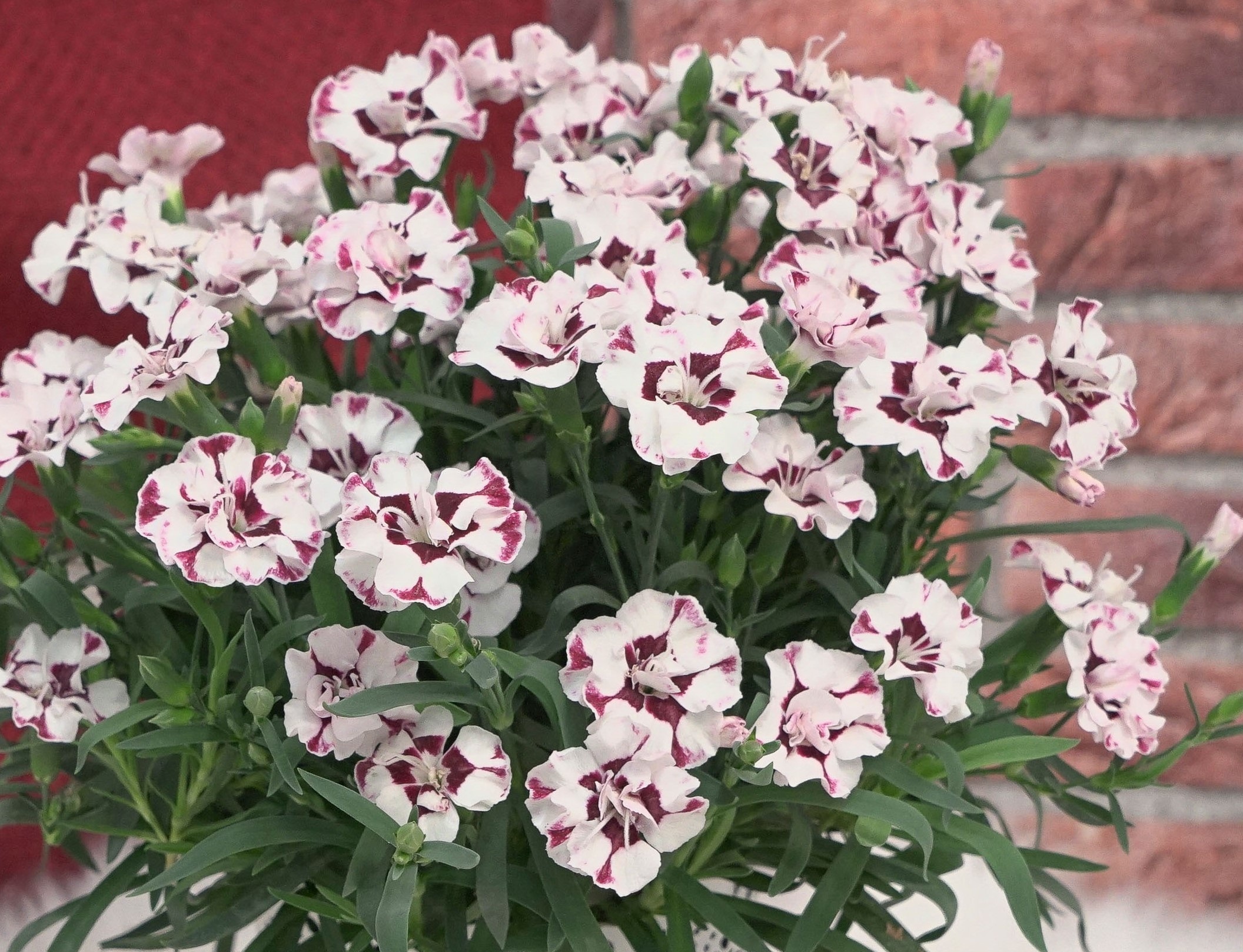 DIANTHUS VIVACE Everlast™ Cherry Swirl | DIANTHUS VIVACE | Boutures ...