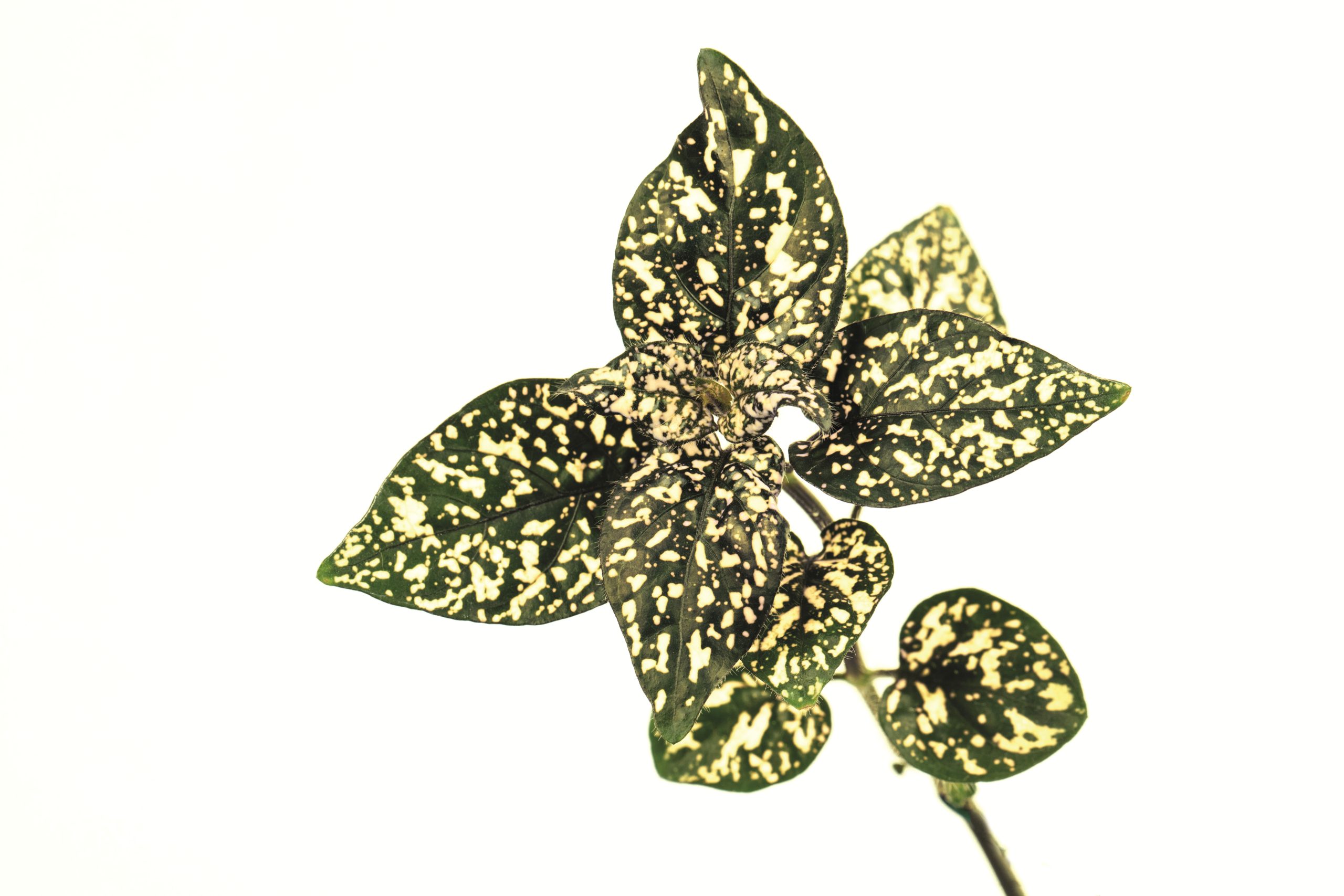 HYPOESTES FancyFillers Lotty Dotty White | FEUILLAGE | Boutures ...